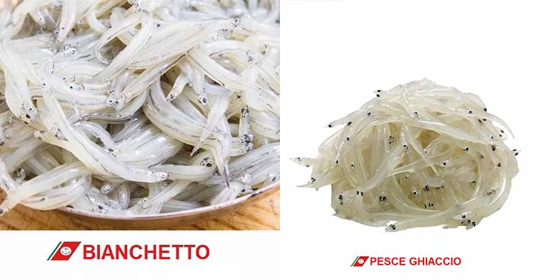 Pesce ghiaccio spacciato per “bianchetto”: denunciato un ristoratore ...