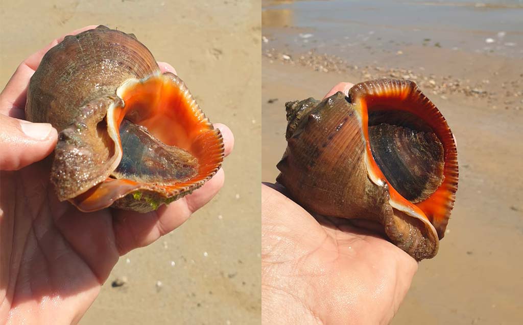 Specie aliene in Adriatico, la rapana venosa sempre più diffusa anche ...
