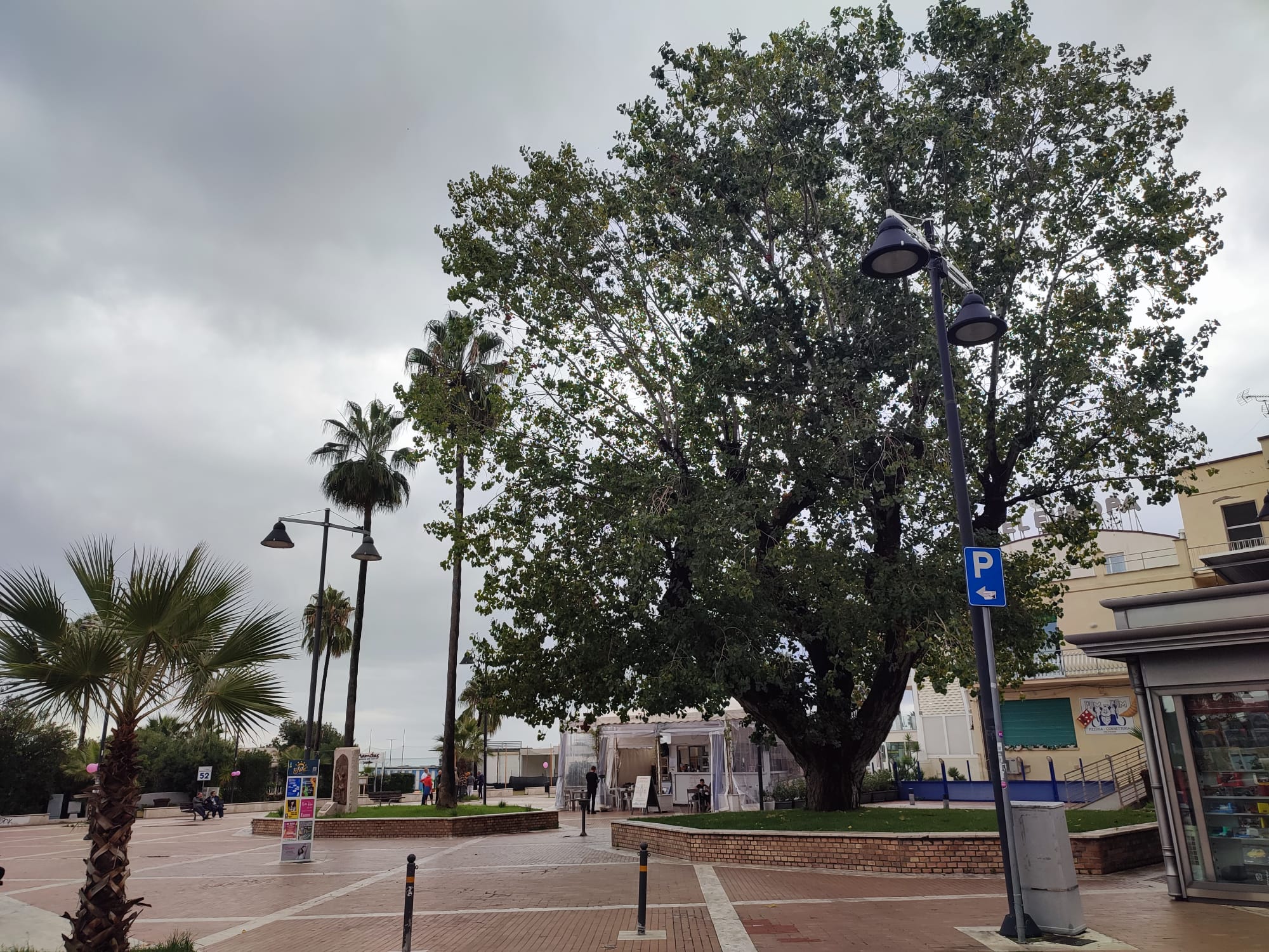 Il pioppo nero è monumentale, una storia iniziata nel 1905. Il ...